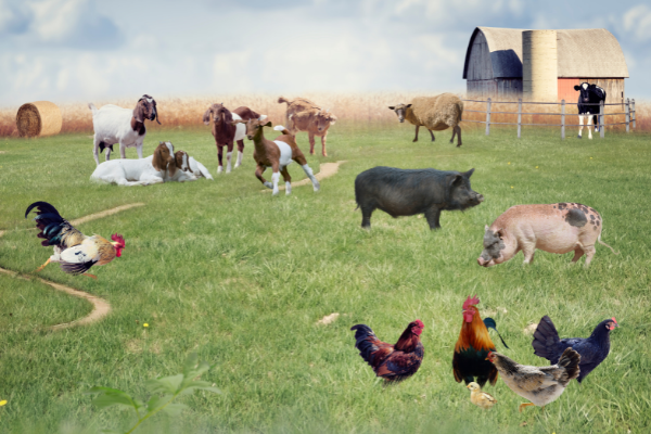 The Beginner's Guide to Farm Animal Terms - Aunt Niki's Farm