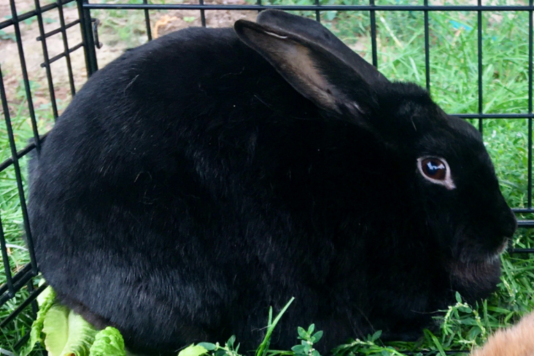The Beginner's Guide to Farm Animal Terms - Aunt Niki's Farm